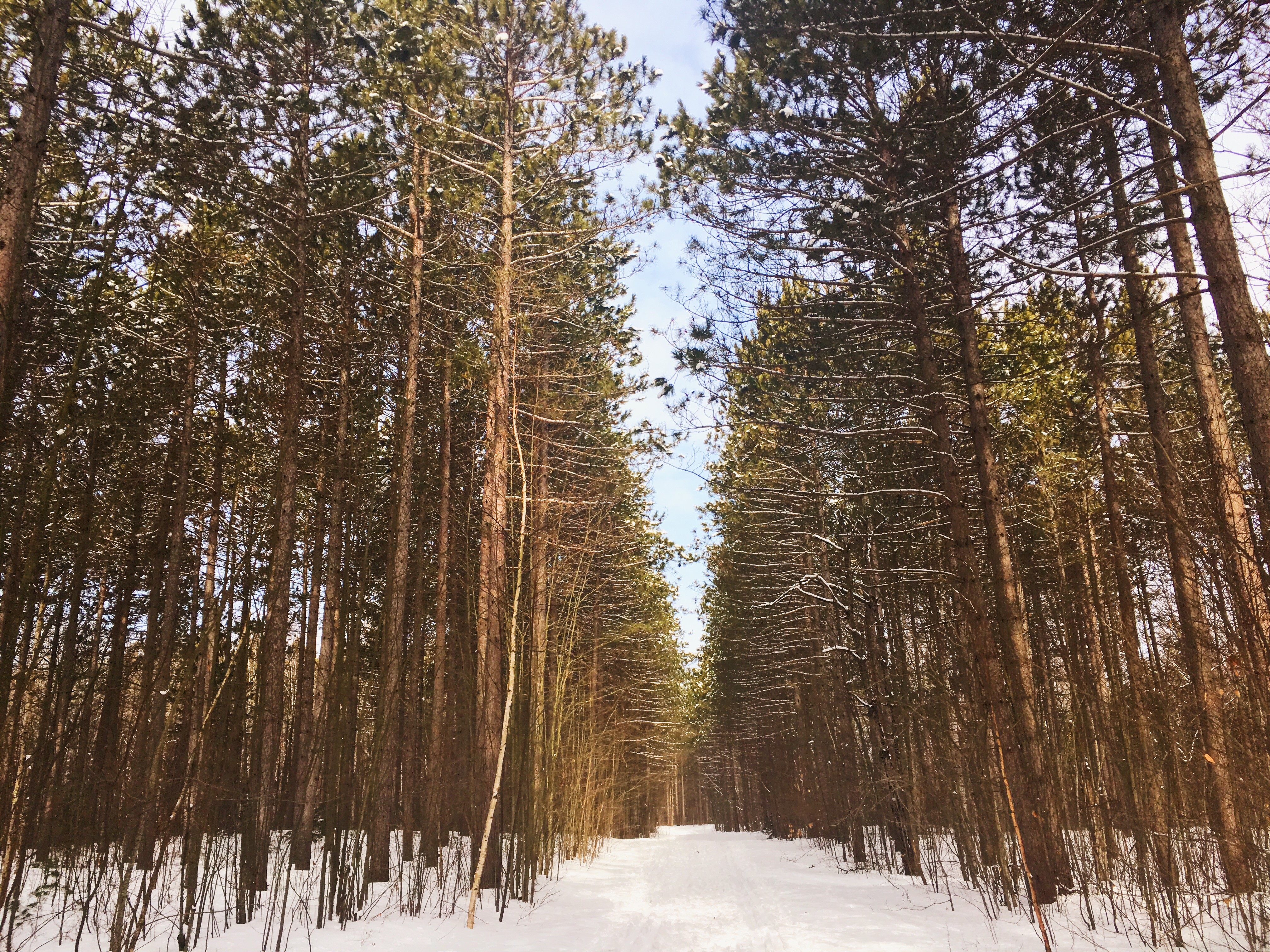 Hiking in the Pine Grove of Ottawa - Au-delà du paysage