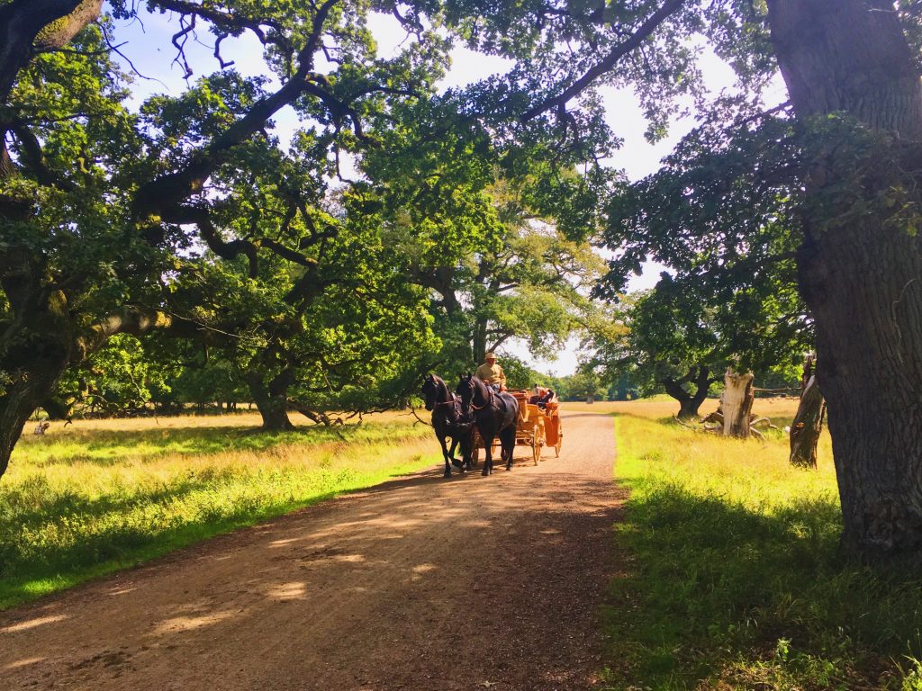 Copenhagen – Hiking in the forest of Dyrehaven - Au-delà du paysage